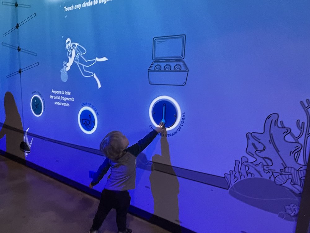 Bridgewater Studio | Shedd Aquarium Wild Reef Exhibit